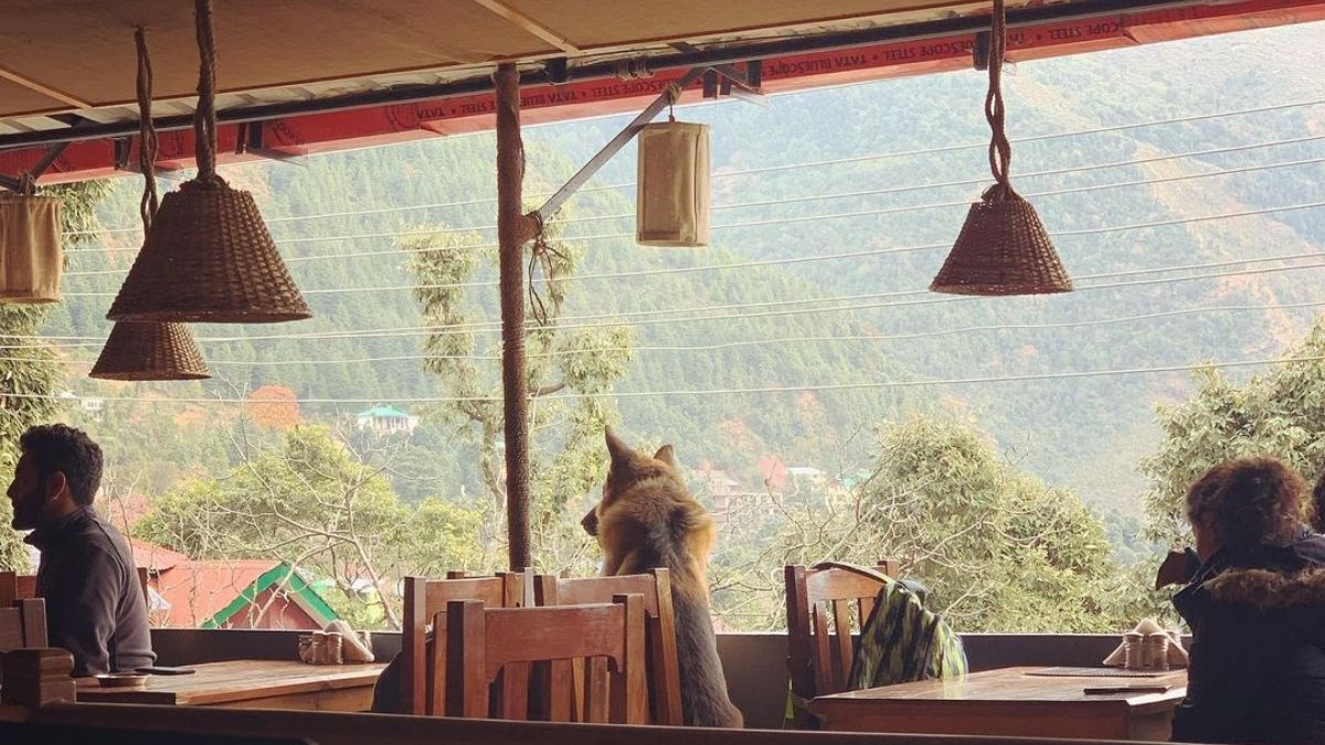 Cafes in Dharamkot and Naddi | Dharamshala | Insta Himachal
